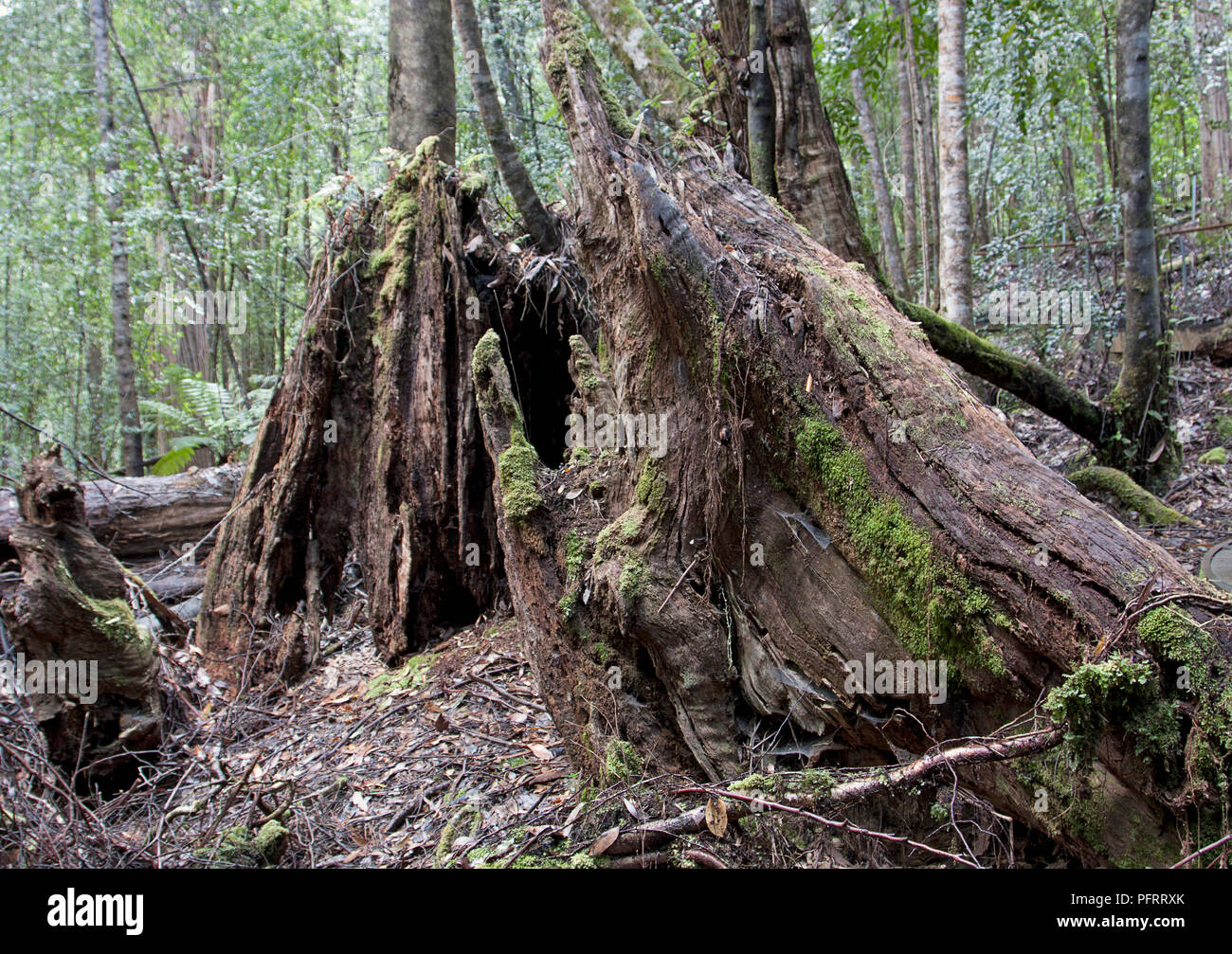 Australia, Tasmania, Tahune, dead tree Stock Photo - Alamy
