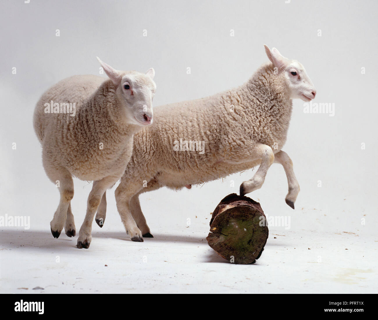 Two 8 week old Merino Sheep lambs running and jumping over log Stock ...