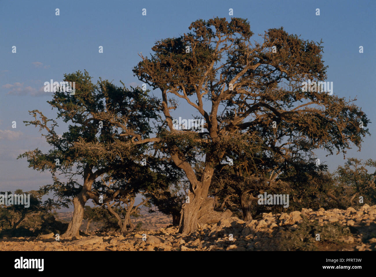 Argania sideroxylon hi-res stock photography and images - Alamy