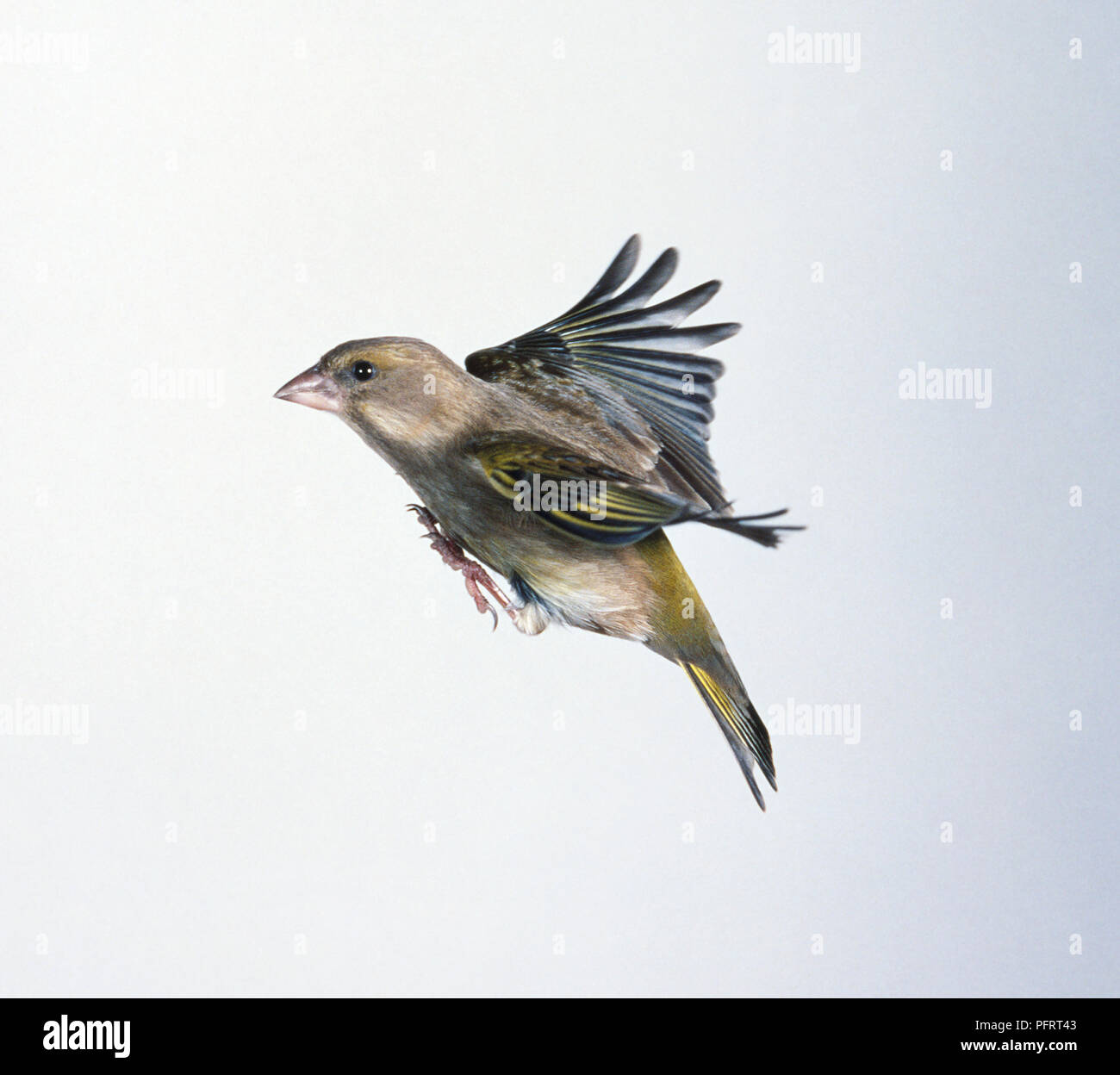 Female Greenfinch (Carduelis chloris) in flight Stock Photo - Alamy