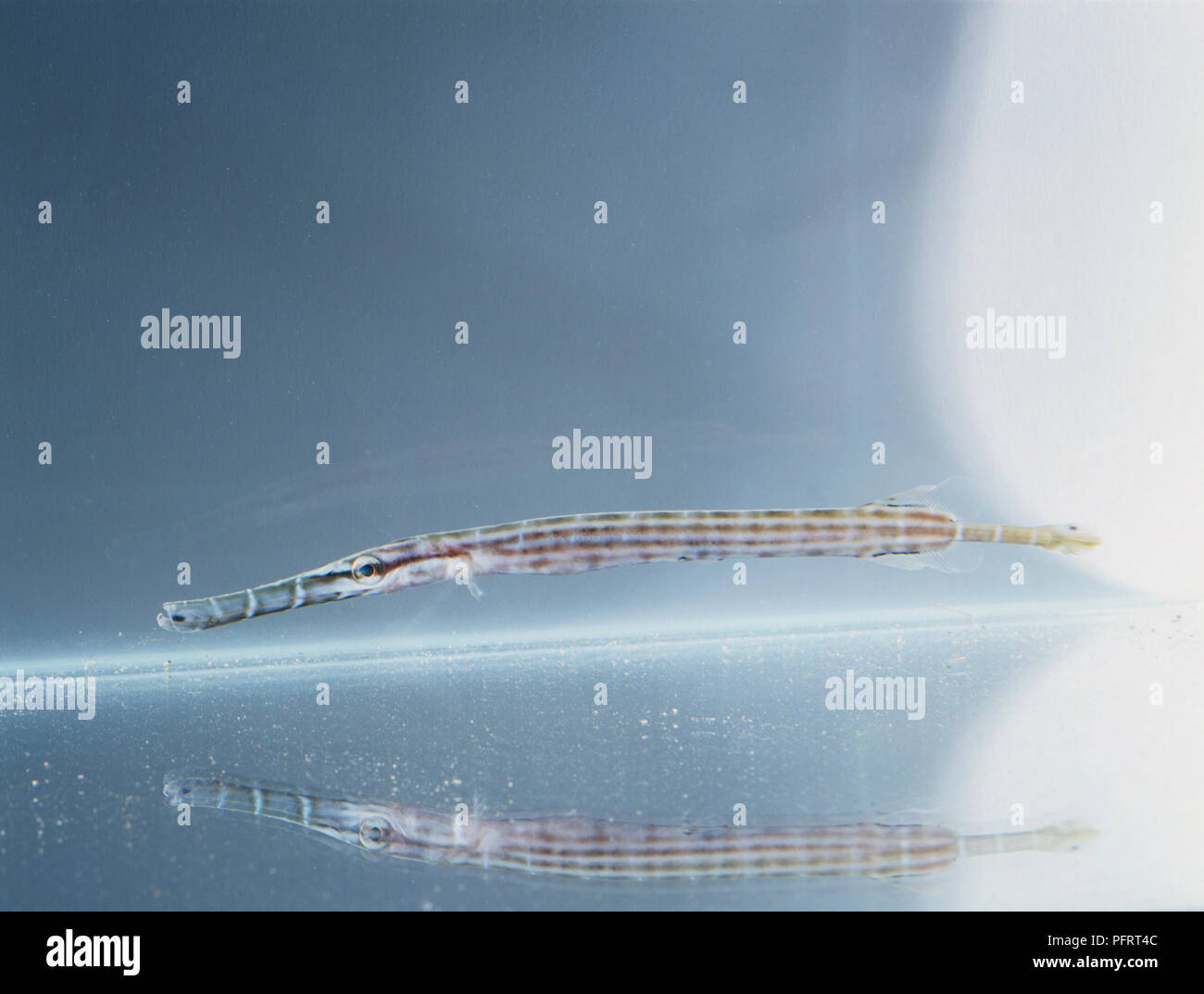 Long thin fish hi-res stock photography and images - Alamy