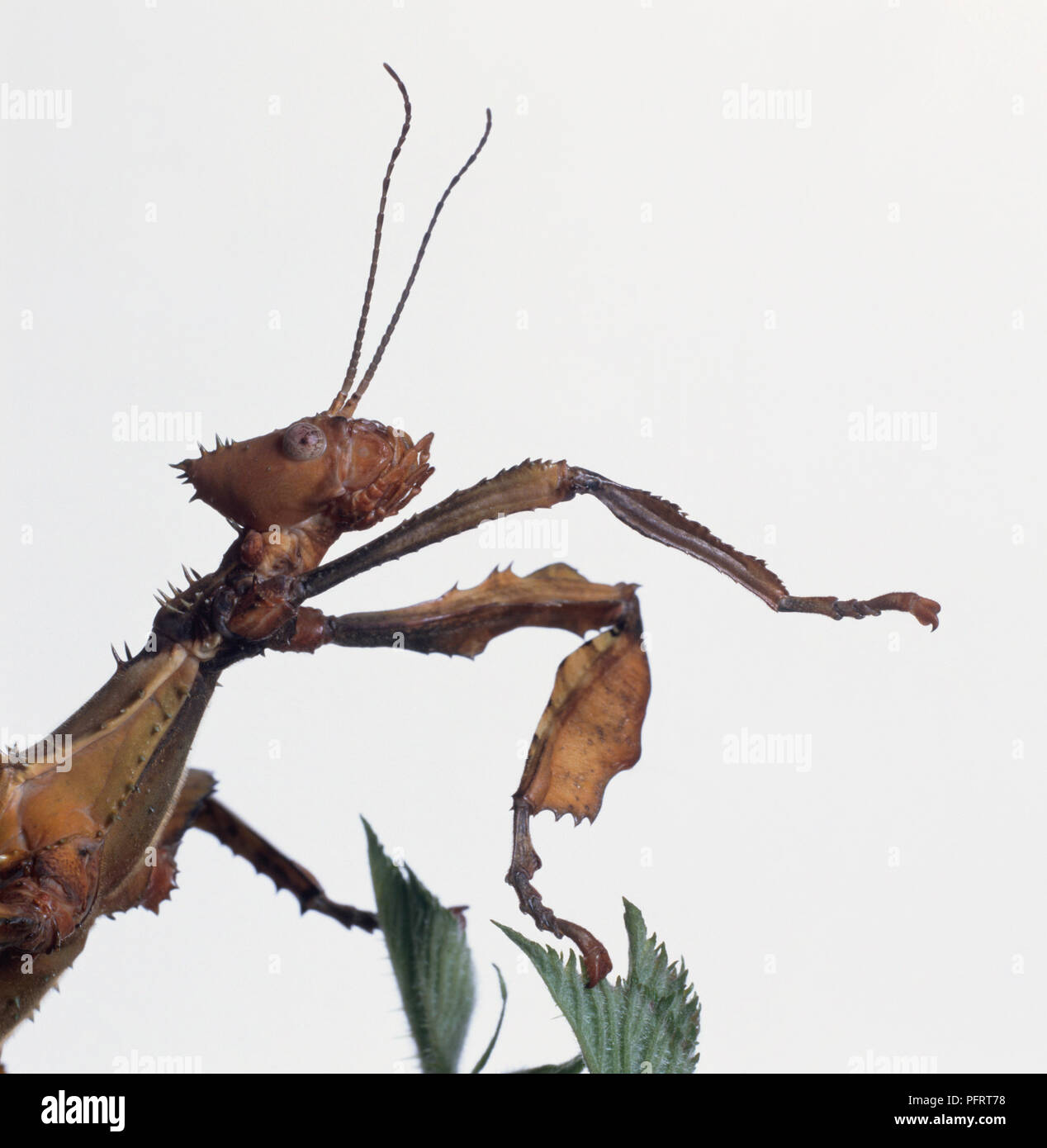 Giant spiny stick insect hi-res stock photography and images - Alamy