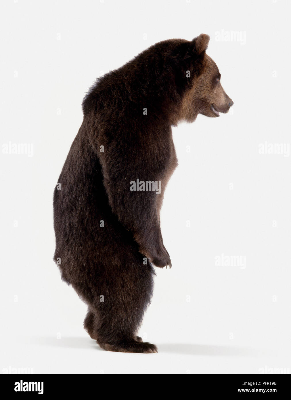 Brown bear (Ursus arctos) standing upright, side view Stock Photo - Alamy