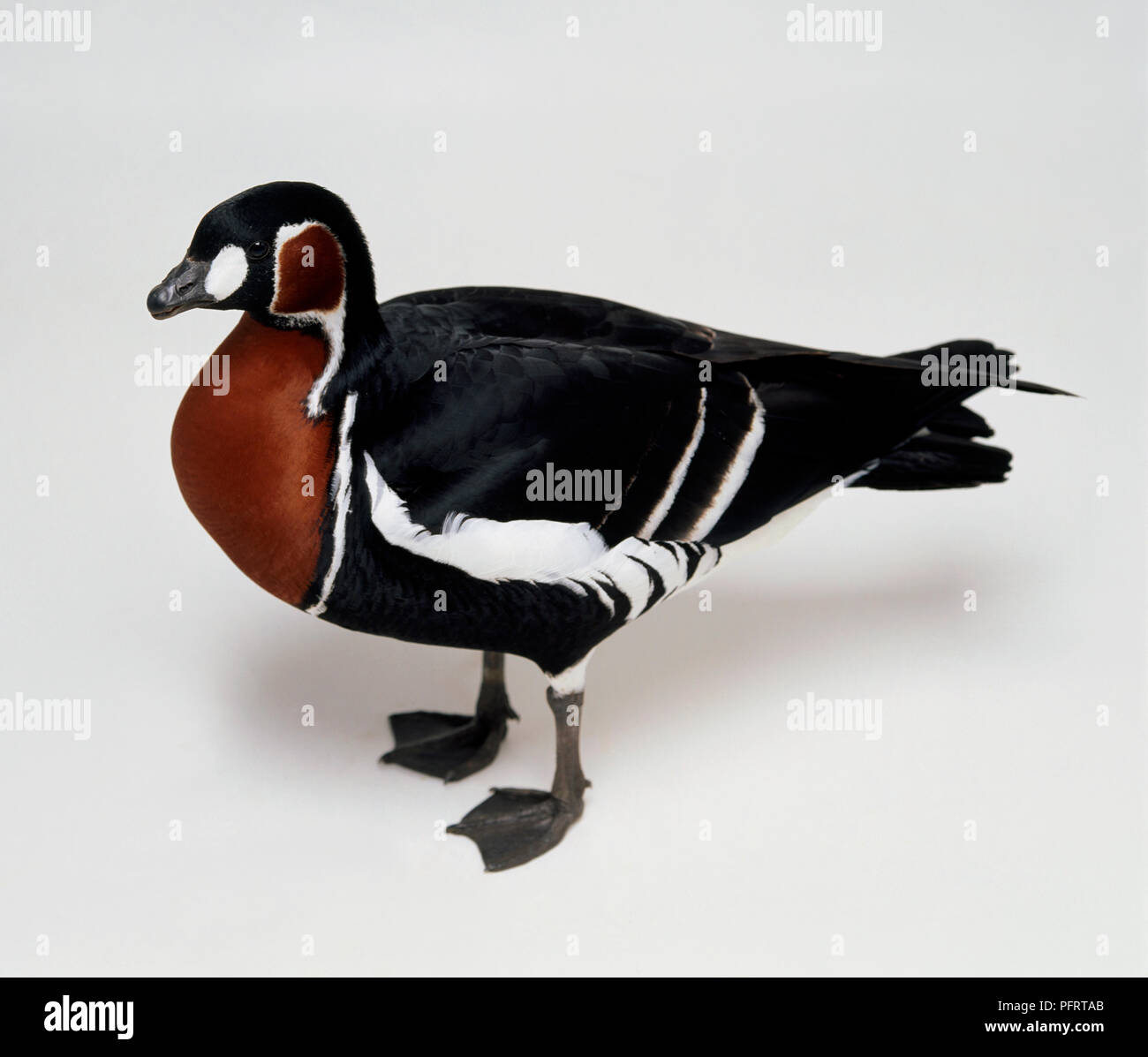 Red-Breasted Goose (Red-Breasted Goose) showing natural pattern in dark ...