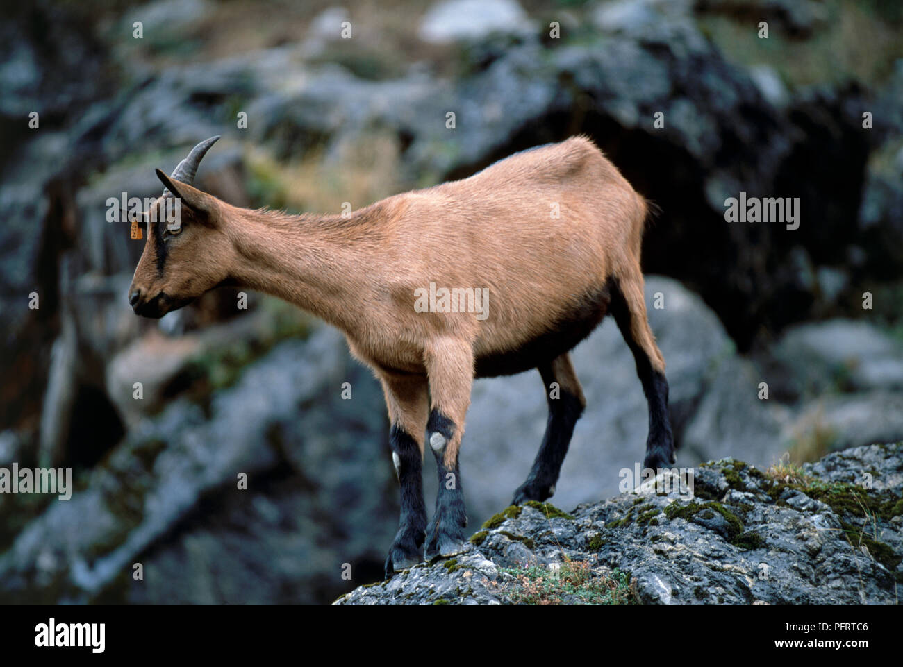 French goat hi-res stock photography and images - Alamy