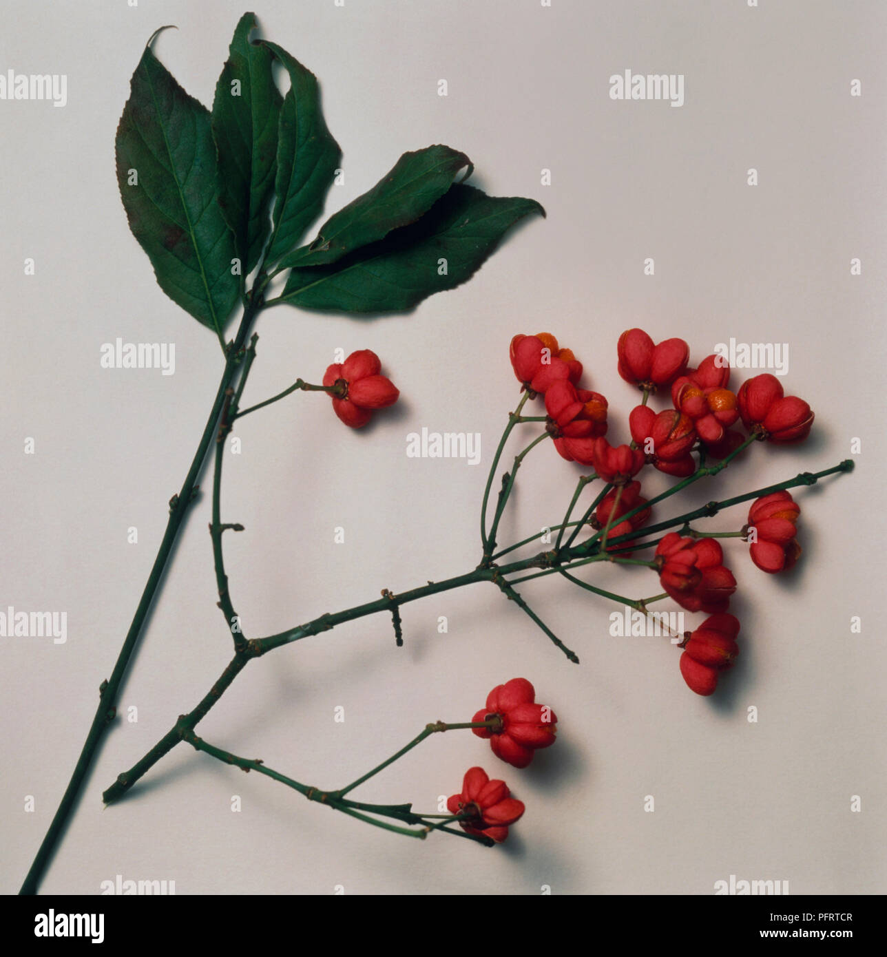 Euonymus (Spindle) stem cuttings with mature red fruits and dark green ...
