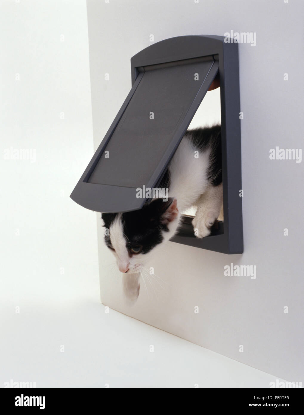 Kitten coming in through a cat flap Stock Photo - Alamy