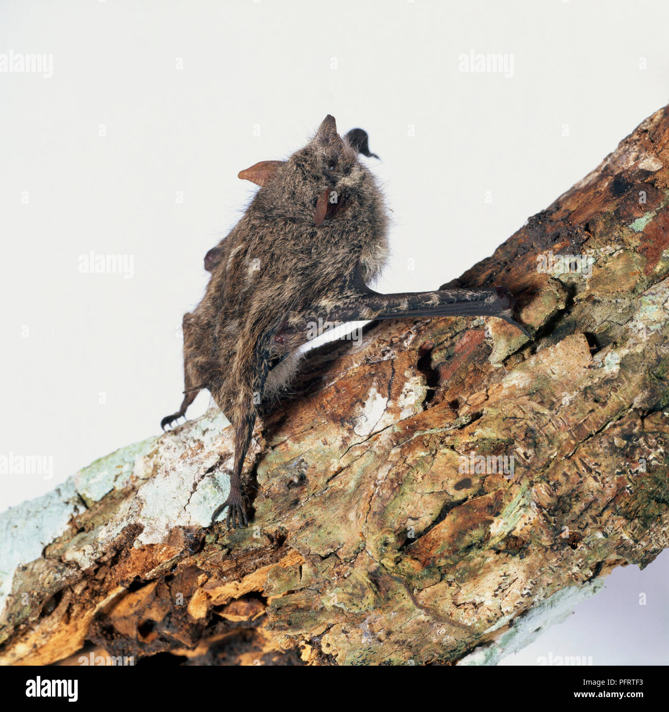 South American Proboscis Bat (Rhynchonycteris naso), also known as ...