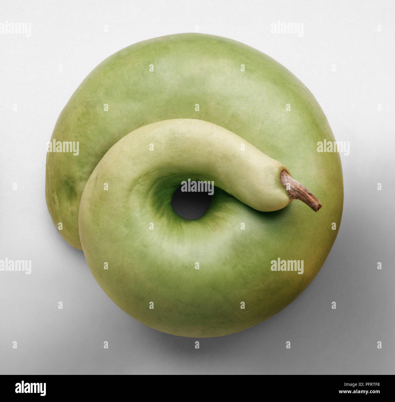 Snake Squash High Resolution Stock Photography and Images - Alamy