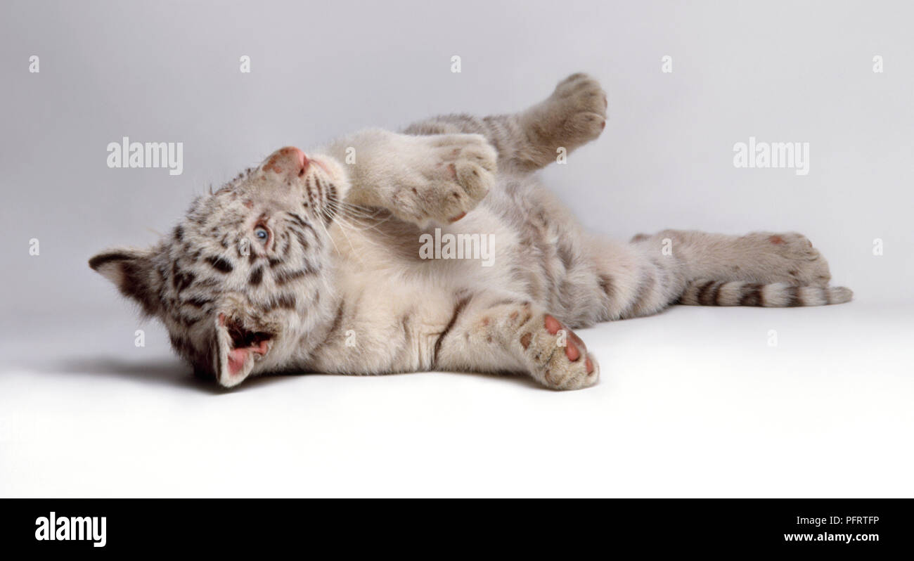 Tiger rolling floor hi-res stock photography and images - Alamy