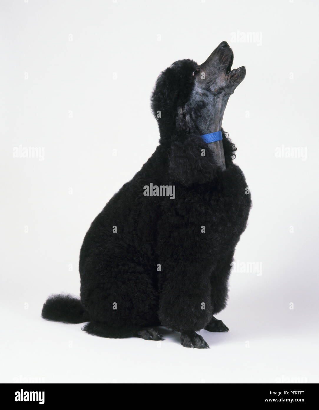 Black Standard Poodle sitting and howling with head in profile Stock ...
