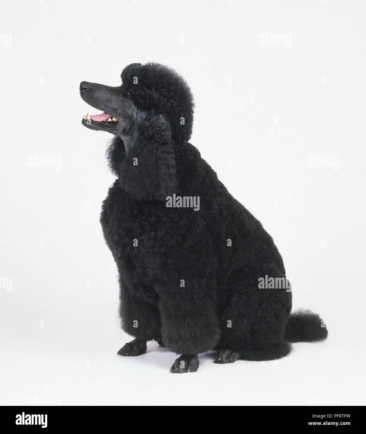 Black standard hi-res stock photography and images - Alamy