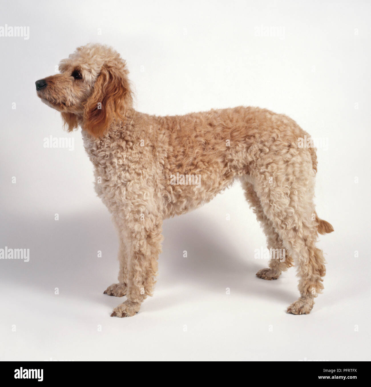 Labradoodle side view hi-res stock photography and images - Alamy