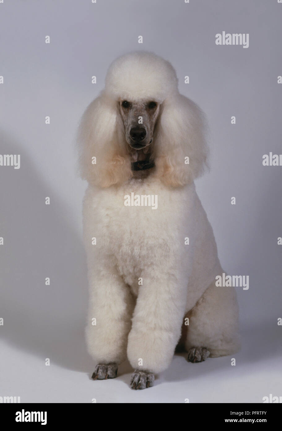 White standard poodle sitting hi-res stock photography and images - Alamy