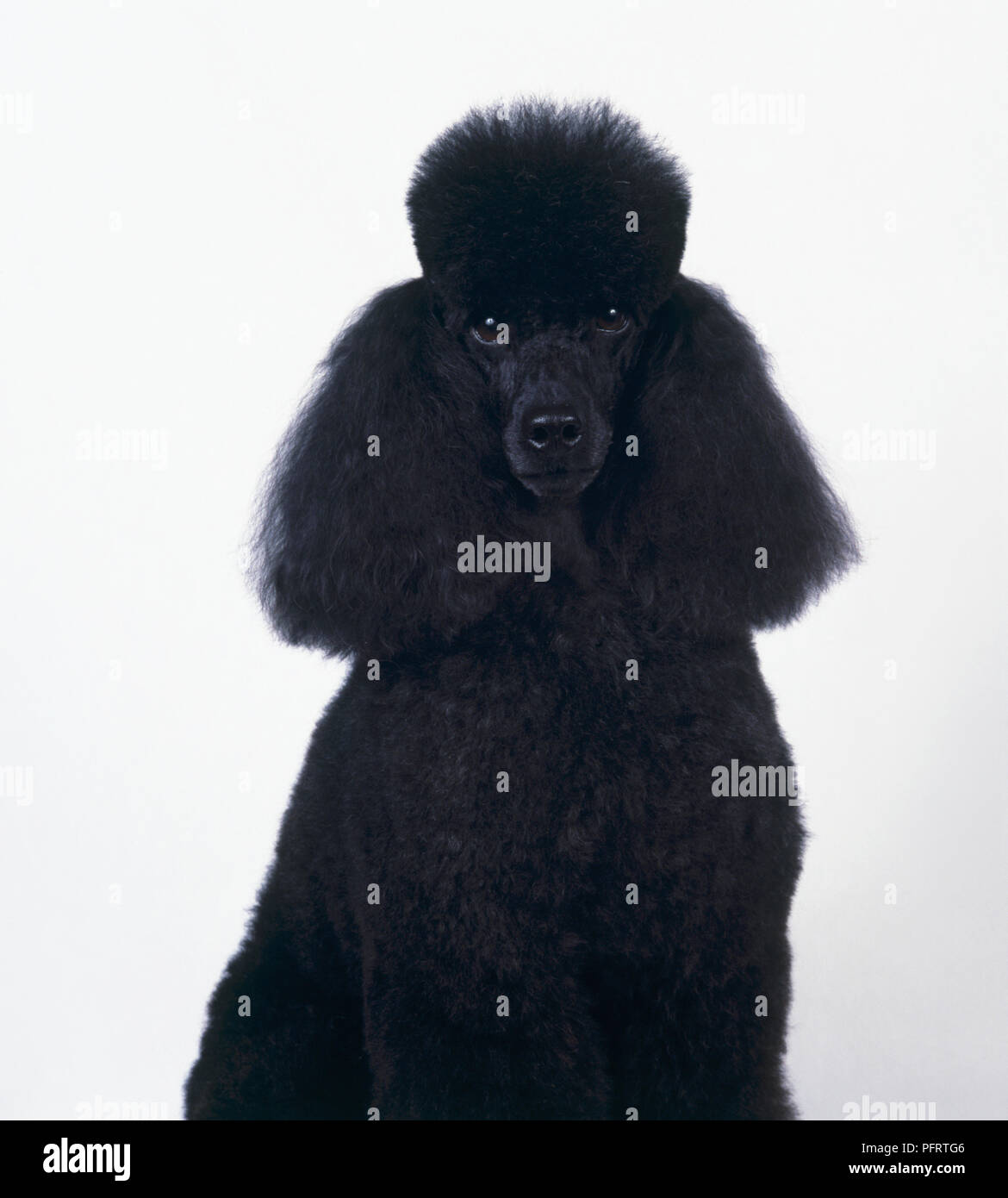 Clipped poodle hi-res stock photography and images - Alamy
