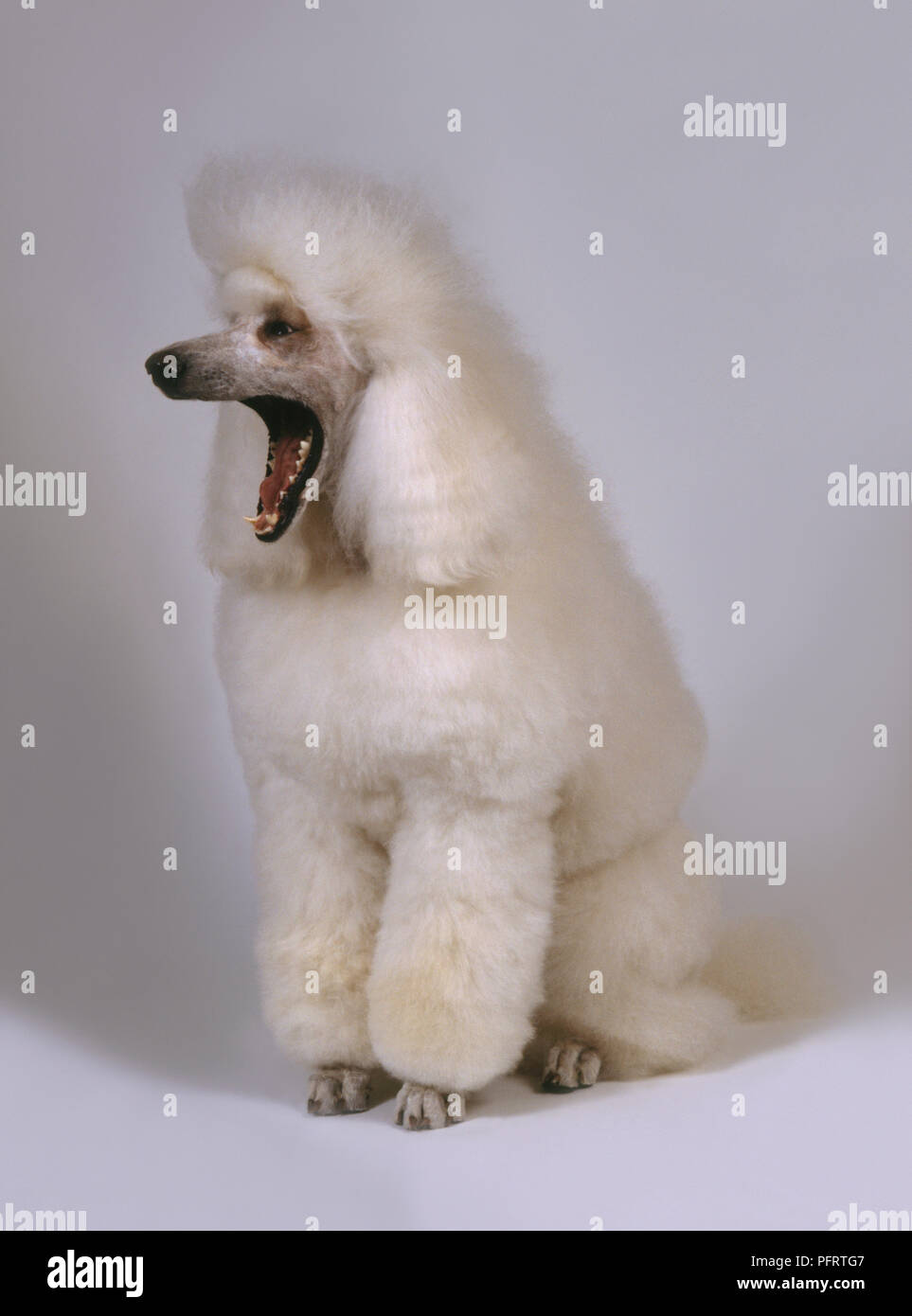 White Standard Poodle yawning, side view Stock Photo - Alamy