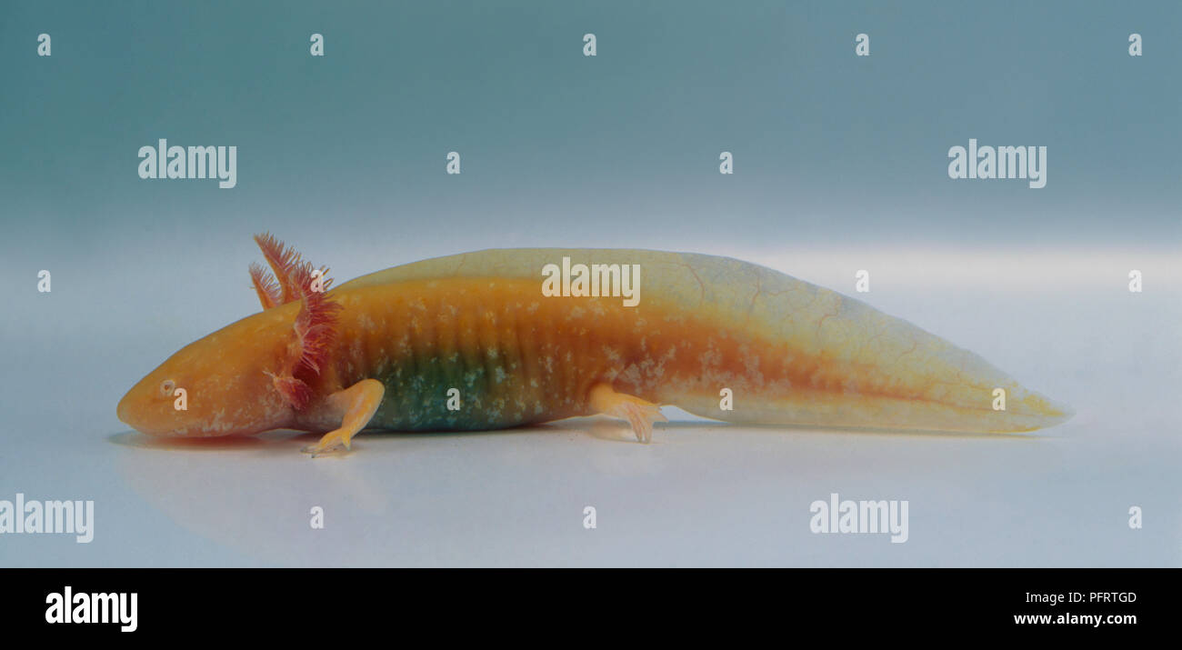 Axolotl ambystoma mexicanum hi-res stock photography and images - Alamy