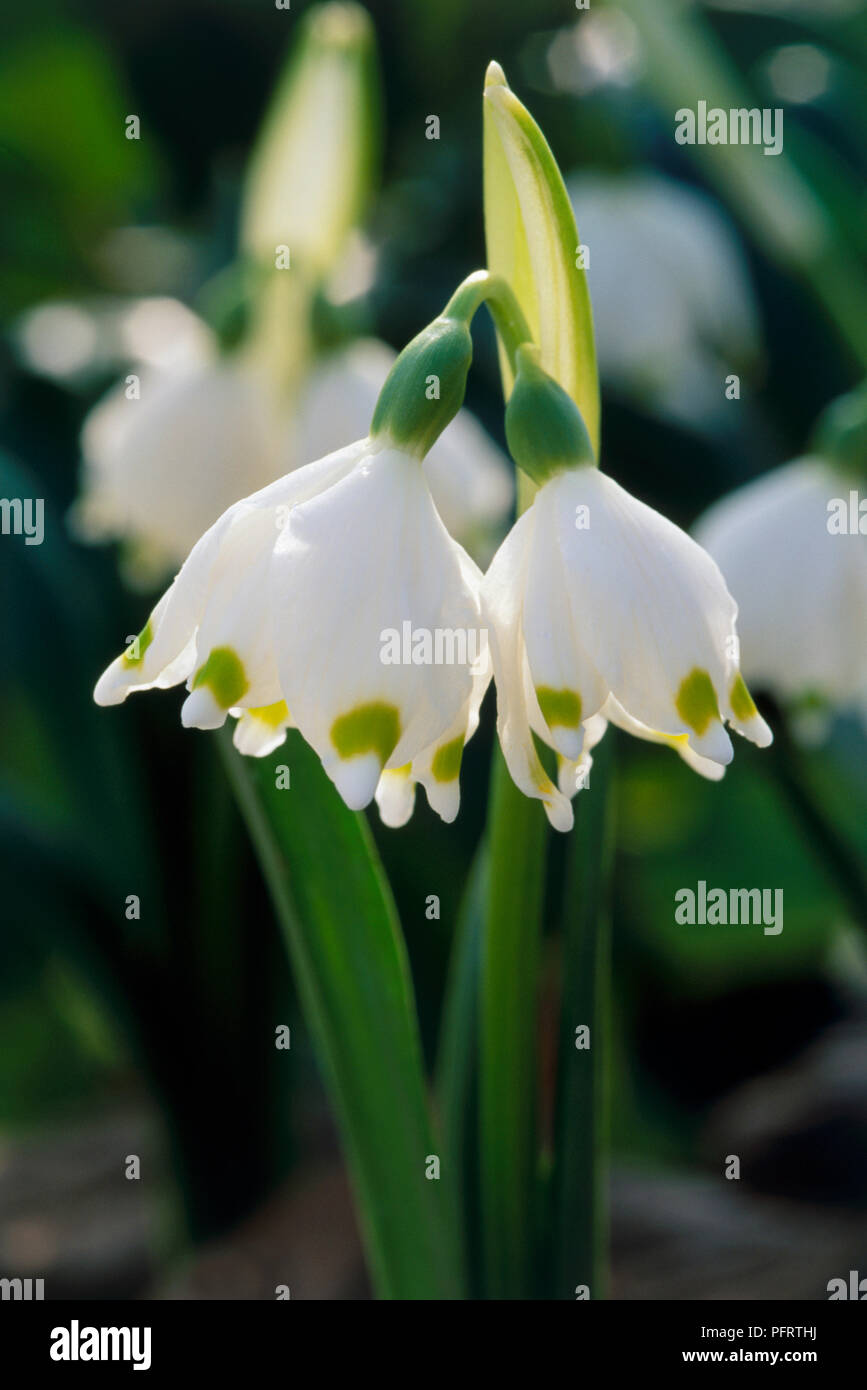 Drooping white flowers hi-res stock photography and images - Alamy