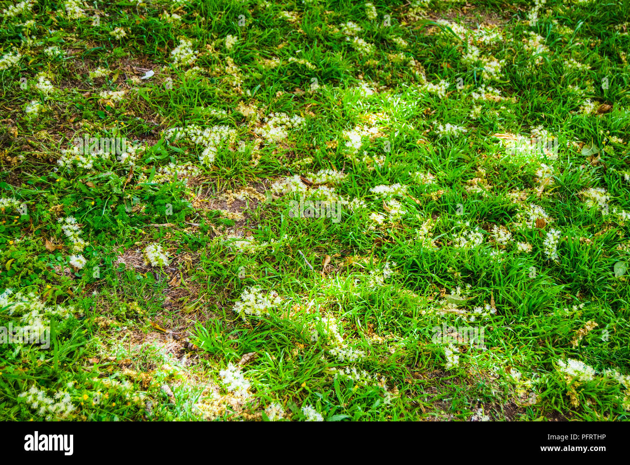Tiny grass flowers hi-res stock photography and images - Alamy