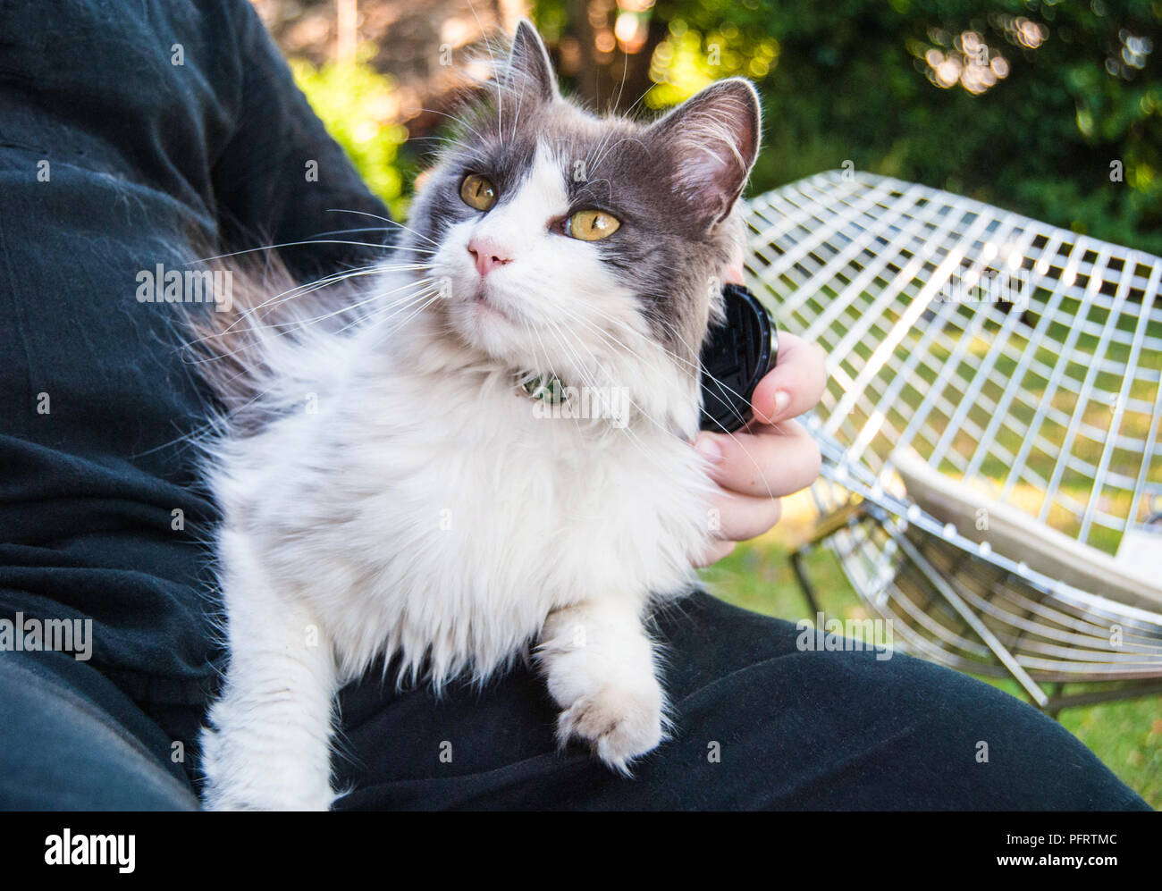 Someones lap hi-res stock photography and images - Alamy