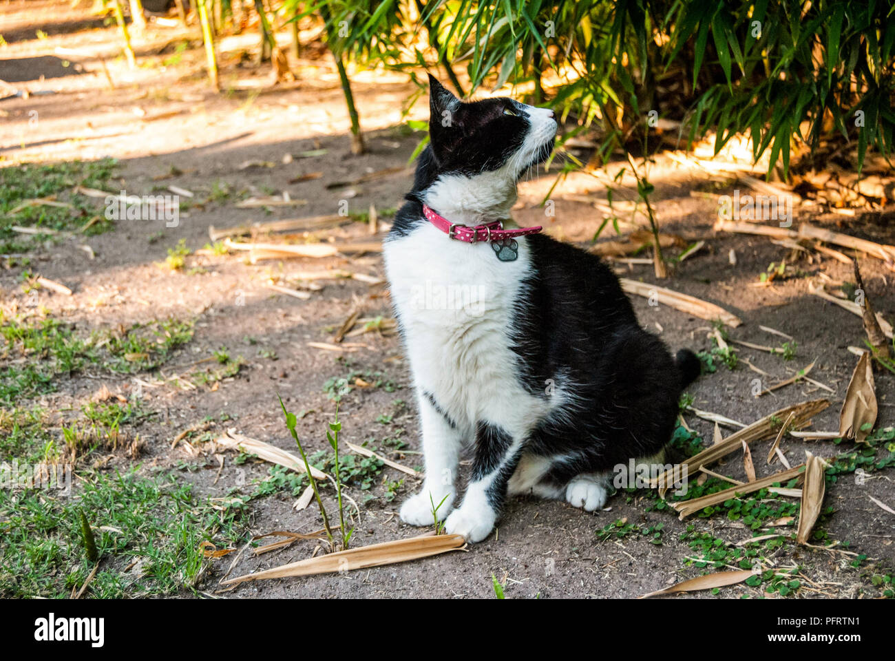 Cute collared cat looking around with curiosity Stock Photo - Alamy