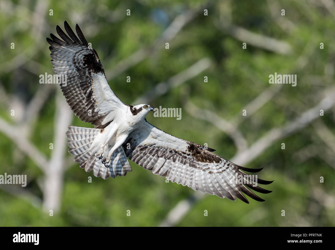 Osprey flying in the Air Stock Photo - Alamy