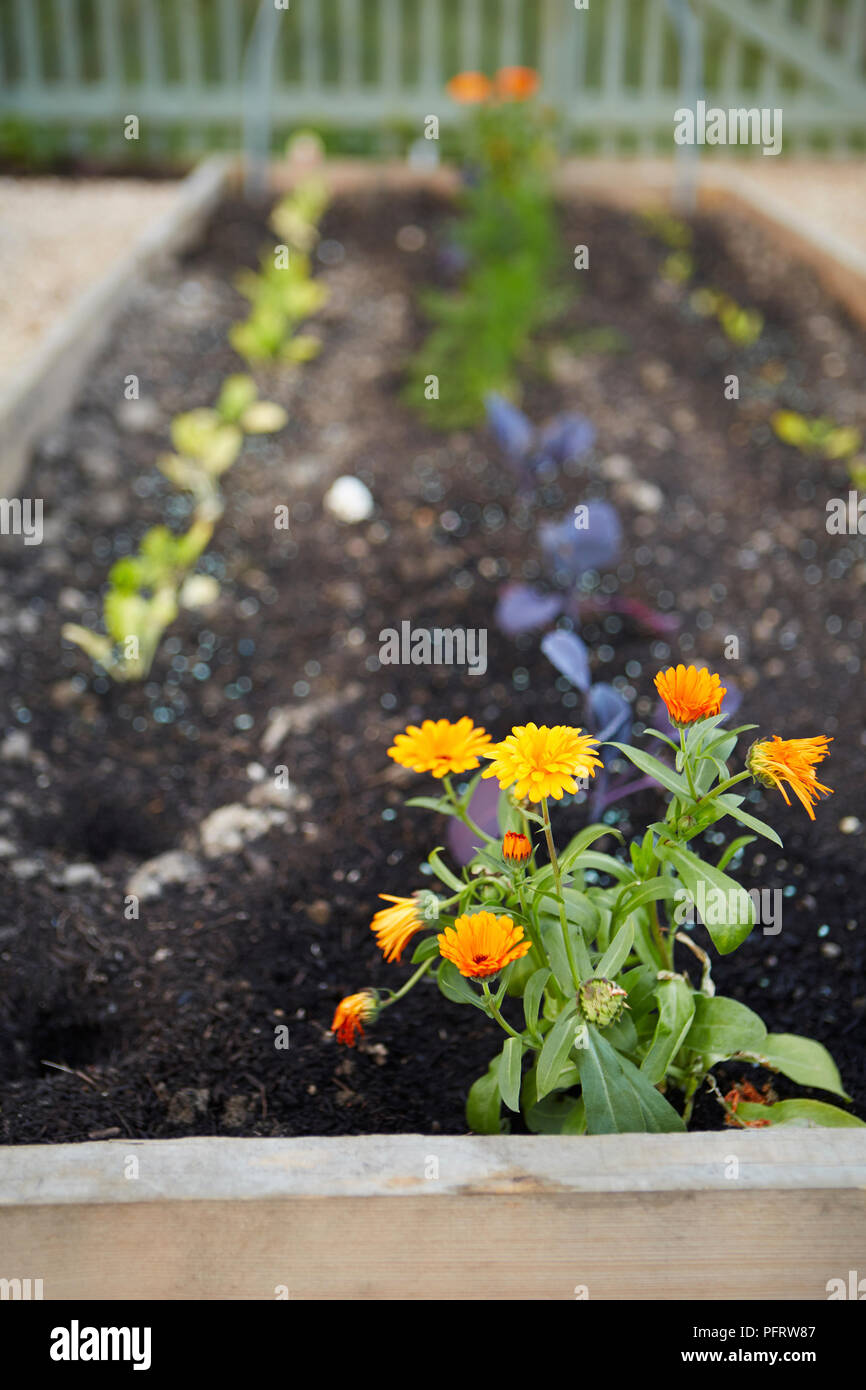 Allotment in early stages of growth, Calendula in foreground Stock ...
