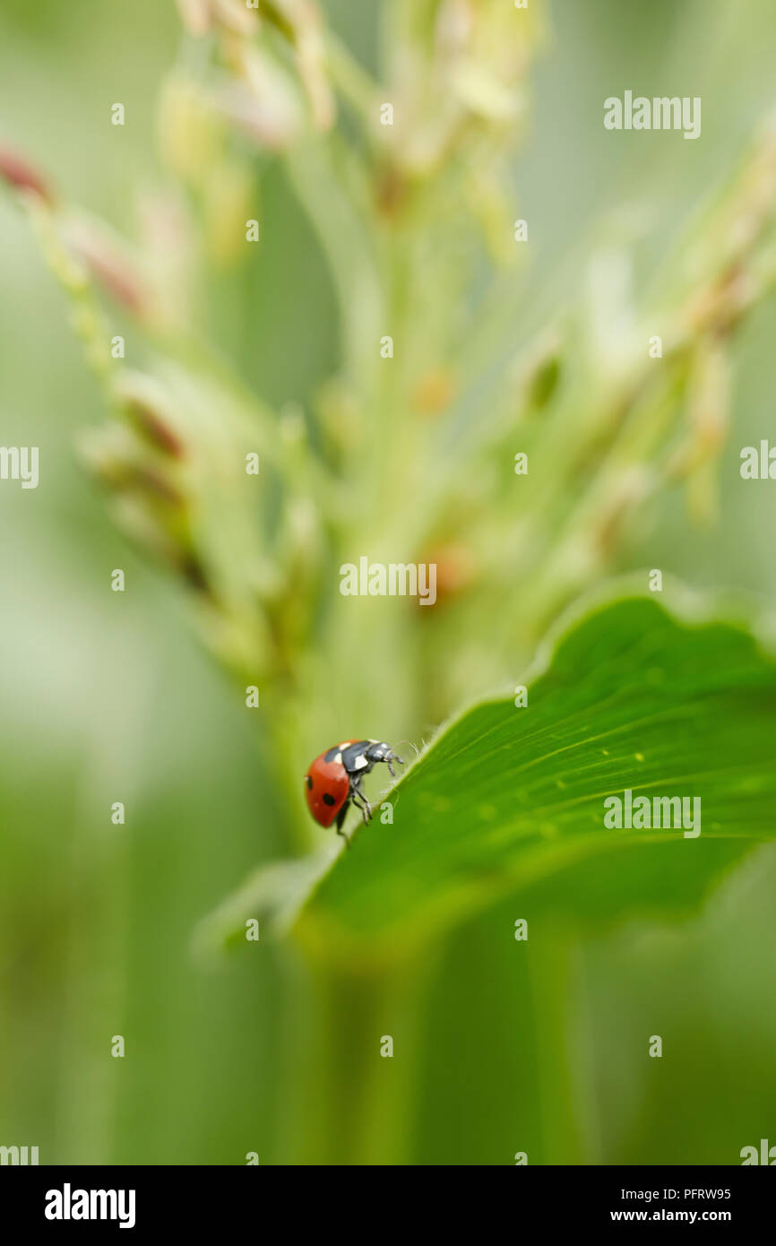 Ladybird on biodynamic sweetcorn plant Stock Photo - Alamy