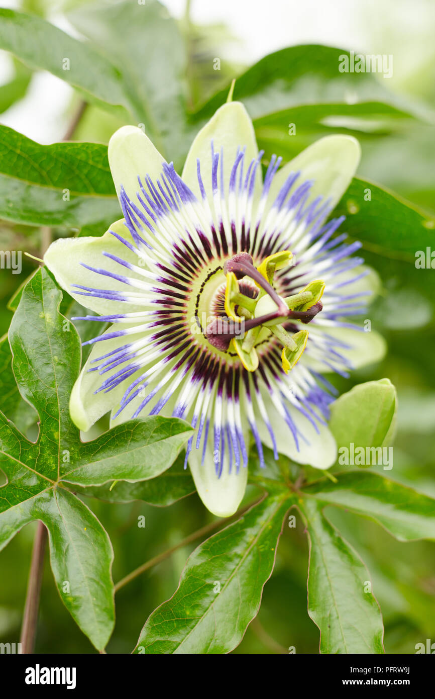 Passiflora leaf hi-res stock photography and images - Alamy