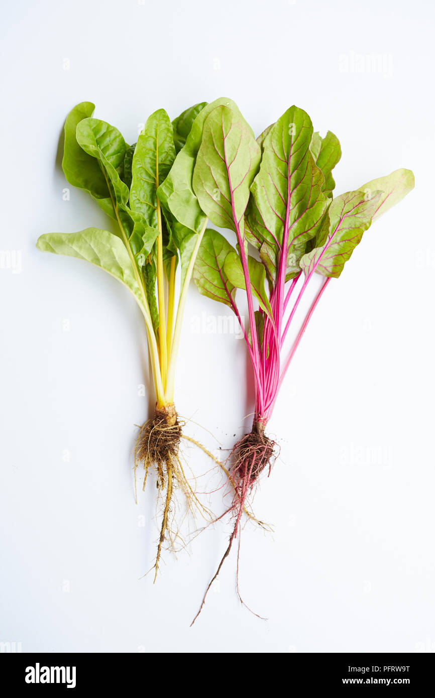 Chard hi-res stock photography and images - Alamy