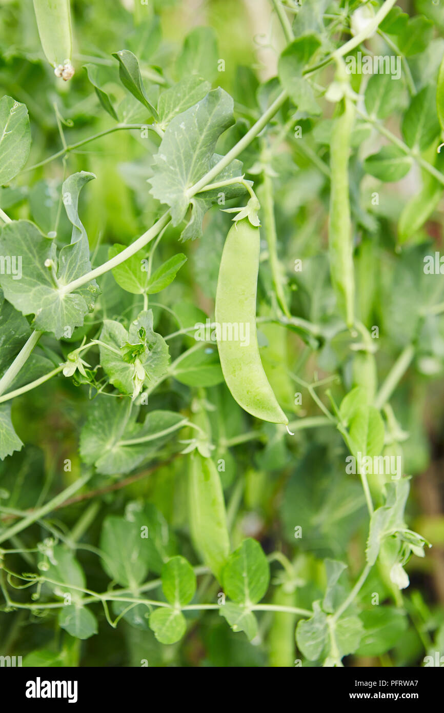 Biodynamic food hi-res stock photography and images - Alamy