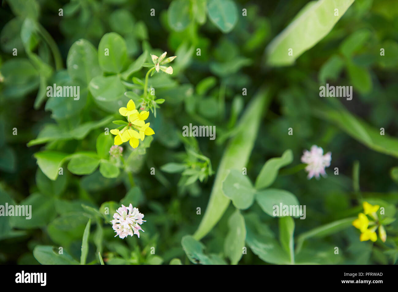 Biodynamic clover, chicory, and vetch Stock Photo - Alamy
