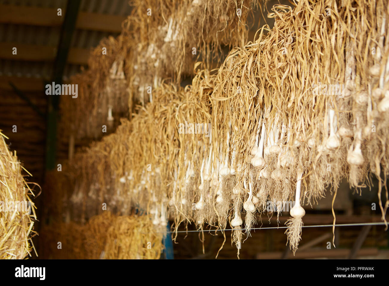 Biodynamic garlic drying Stock Photo - Alamy
