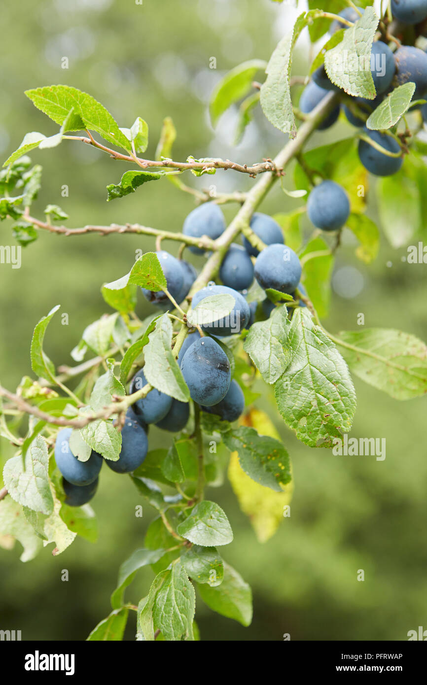 Damson plum hi-res stock photography and images - Alamy