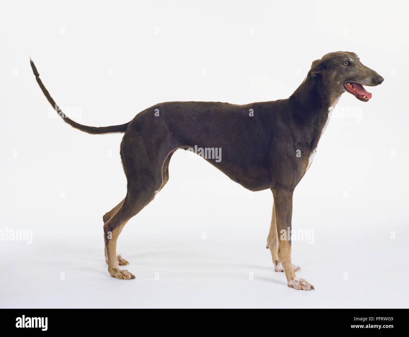 Rampur High Resolution Stock Photography and Images - Alamy