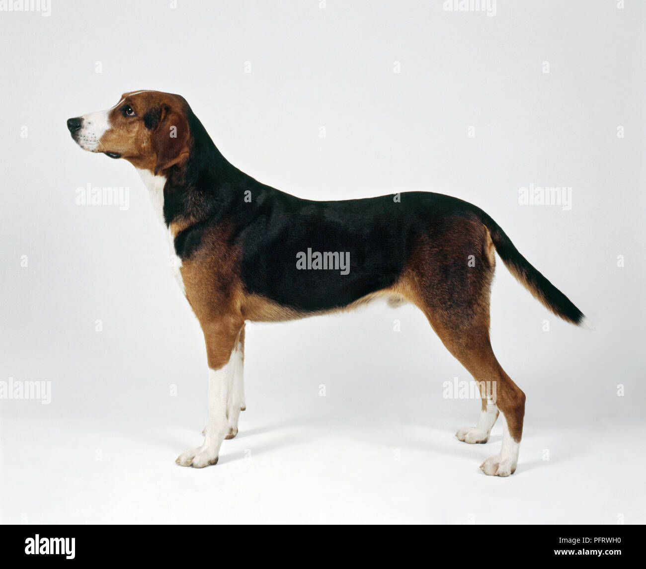 Are Hamiltonstovare Puppies Lazy