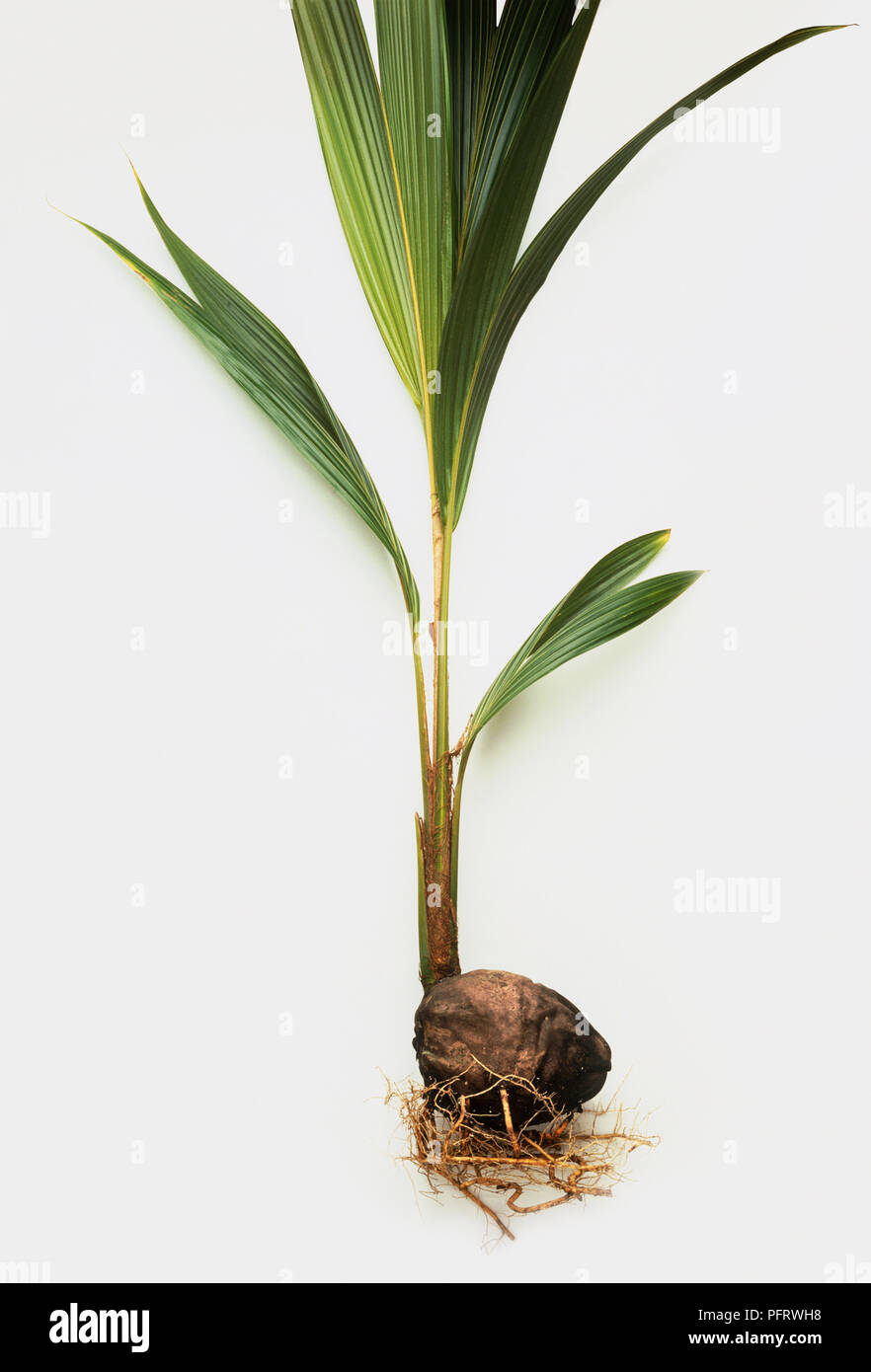 Cocos nucifera (Coconut Palm Tree), green leaves on long stems growing ...