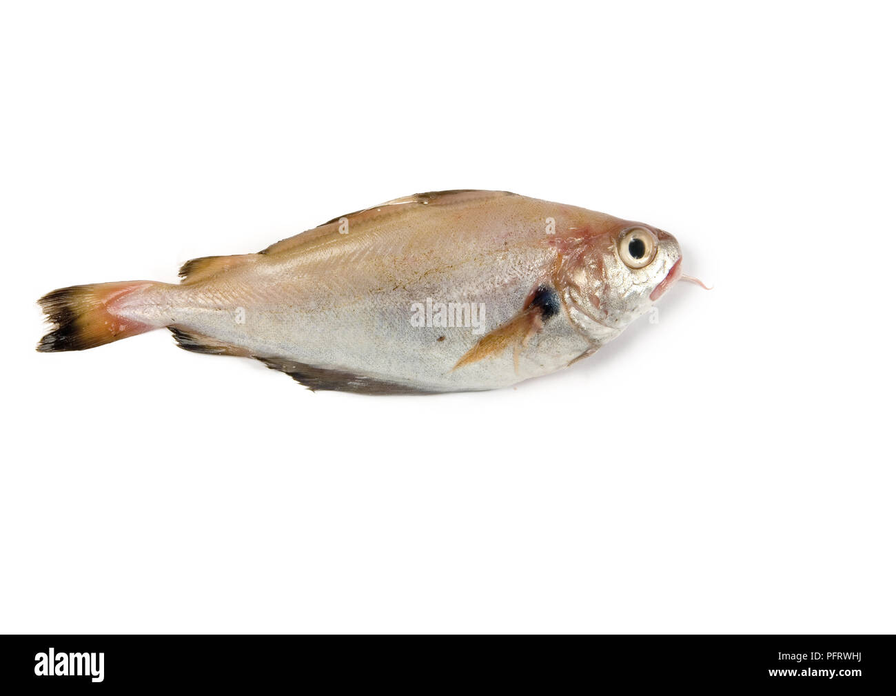 Image whiting hi-res stock photography and images - Alamy