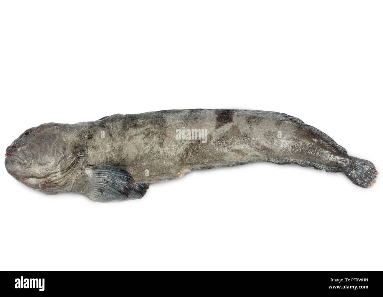 Wolfish High Resolution Stock Photography and Images - Alamy