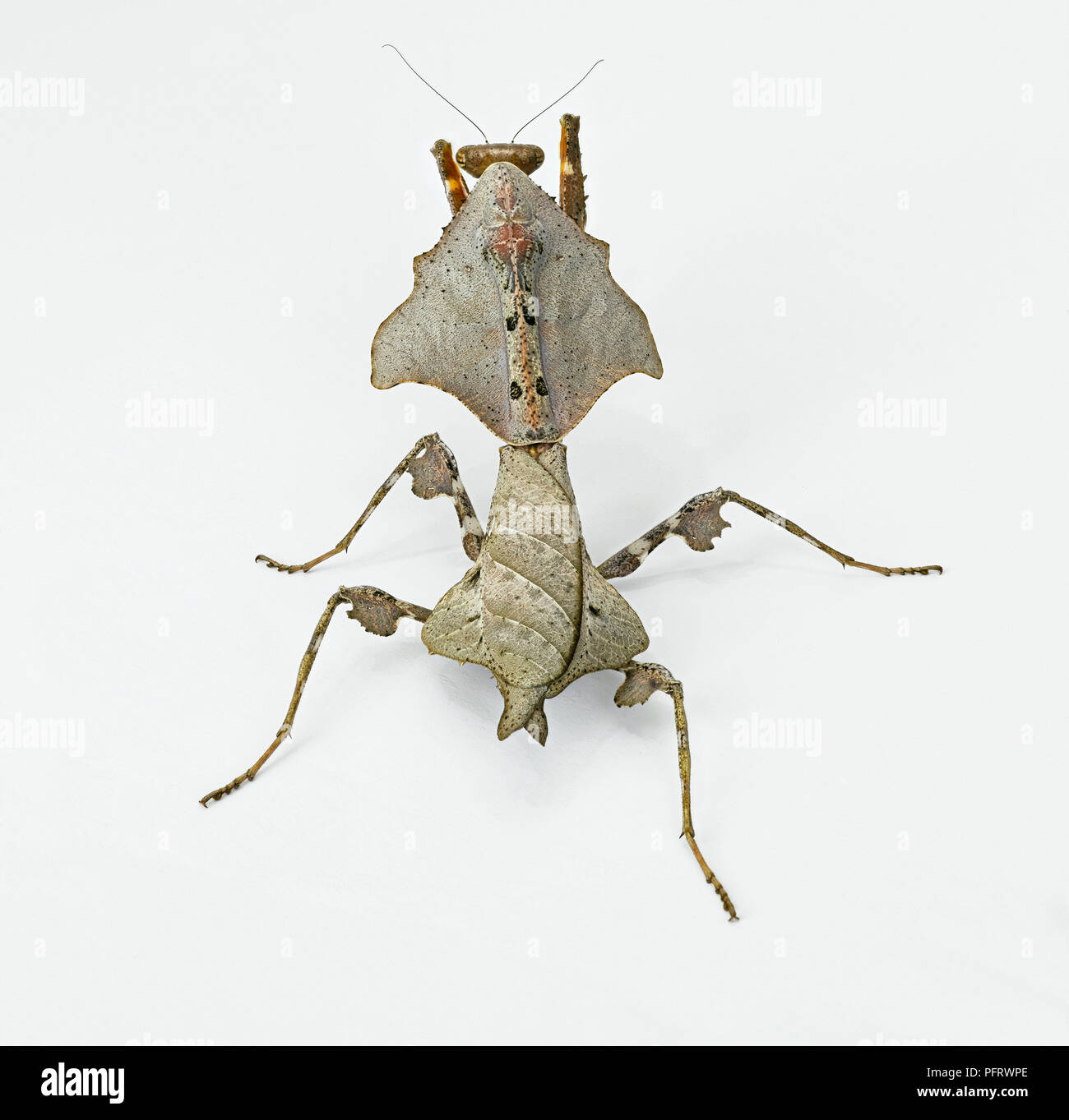 Malaysian dead leaf mantis (Deroplatys lobata Stock Photo - Alamy
