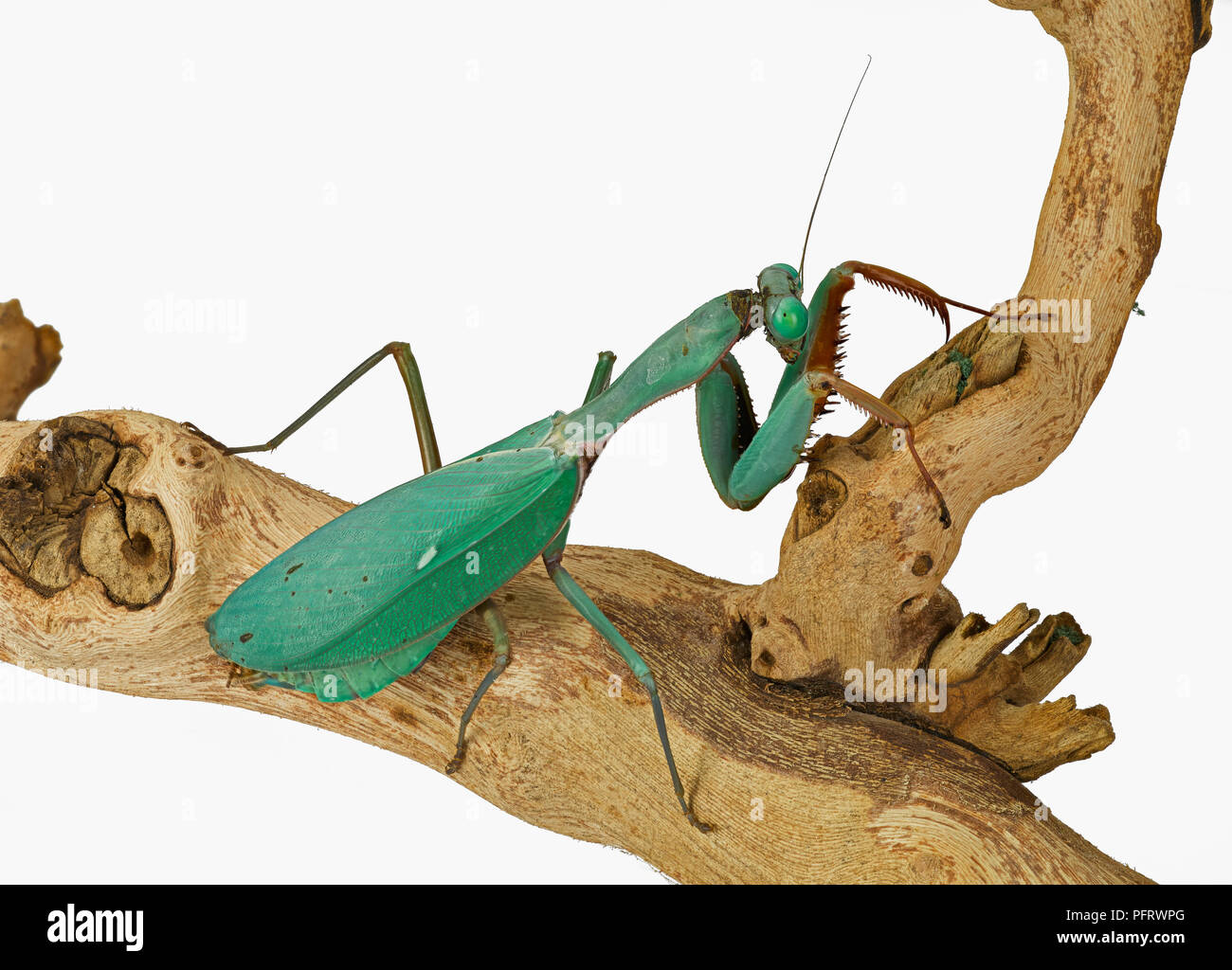 Hierodula majuscula hi-res stock photography and images - Alamy