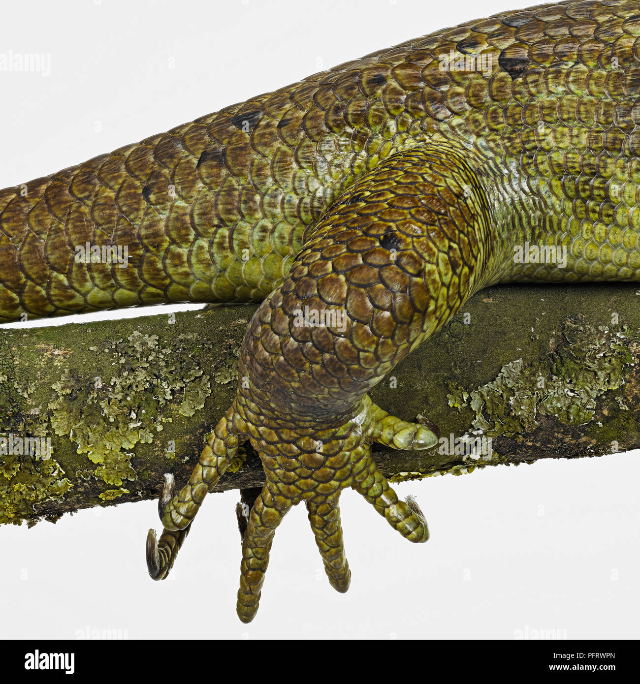 Monkey tail lizard Stock Photo - Alamy
