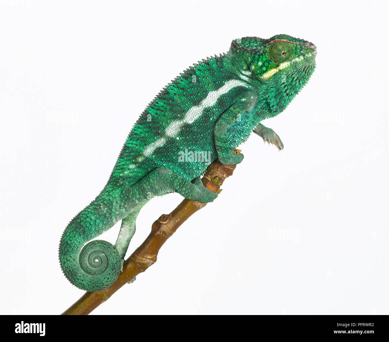 Animal chameleon hi-res stock photography and images - Alamy