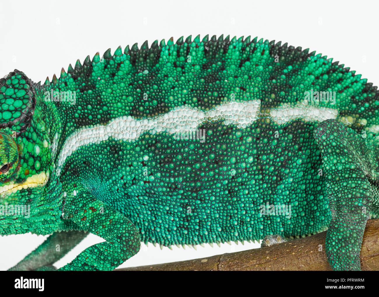 Animal chameleon hi-res stock photography and images - Alamy