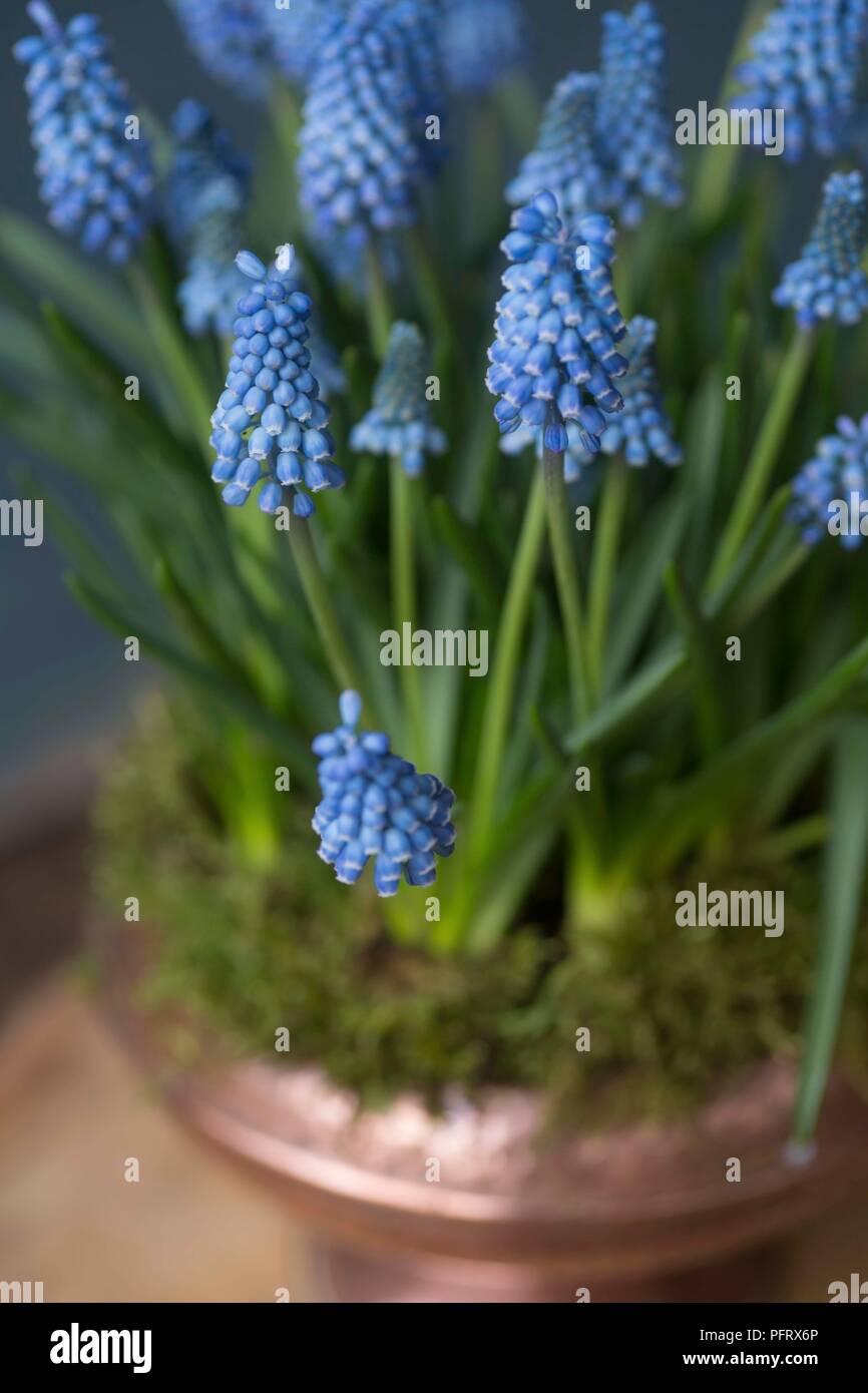 Muscari ‘blue magic’ hi-res stock photography and images - Alamy