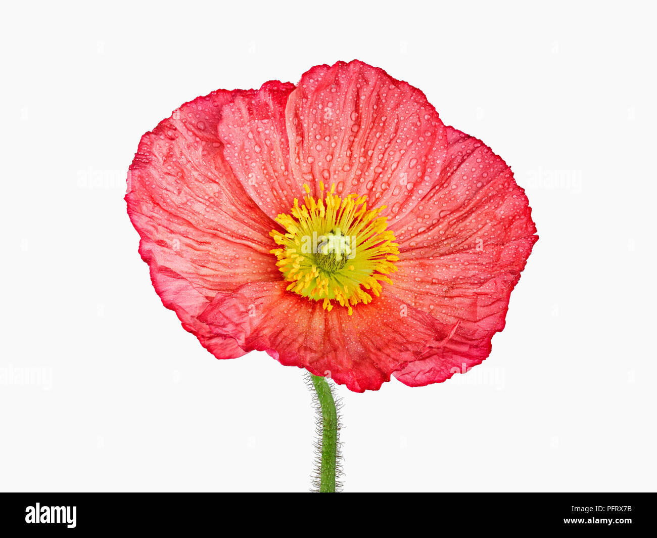 Iceland poppy plant hi-res stock photography and images - Alamy