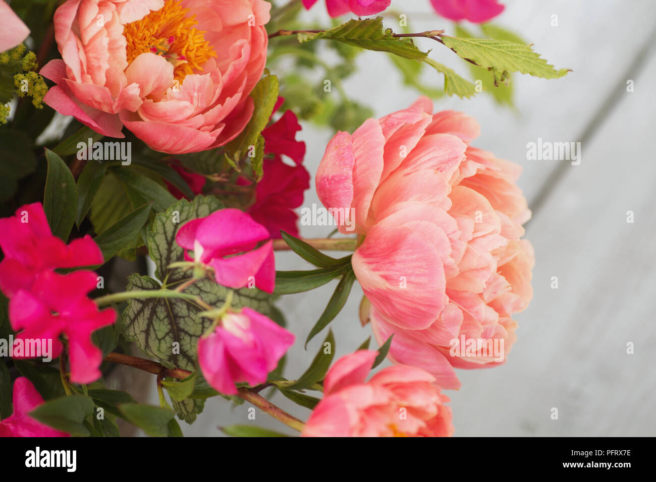 Peach peonies hi-res stock photography and images - Alamy
