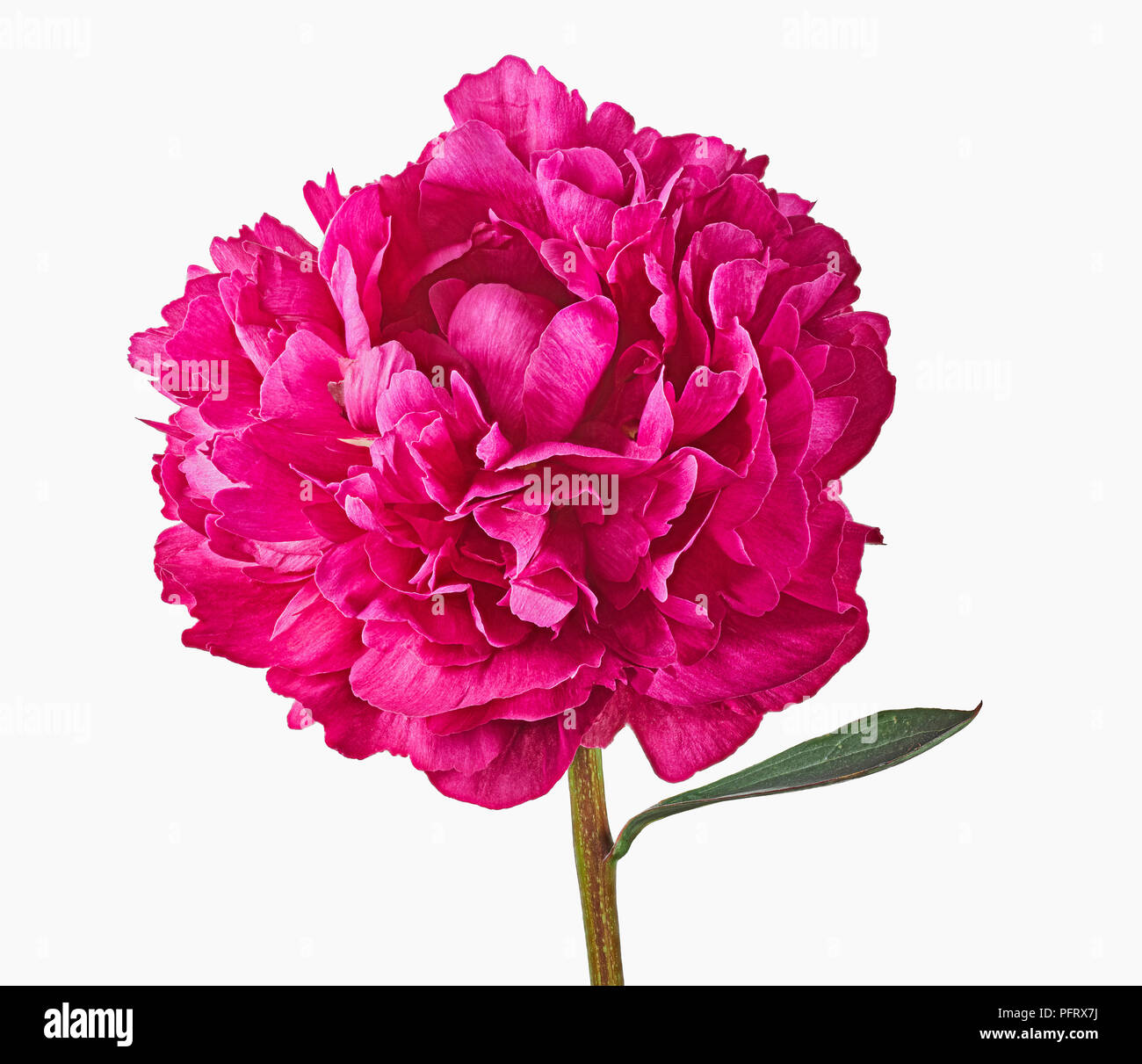 Peony plant hi-res stock photography and images - Alamy