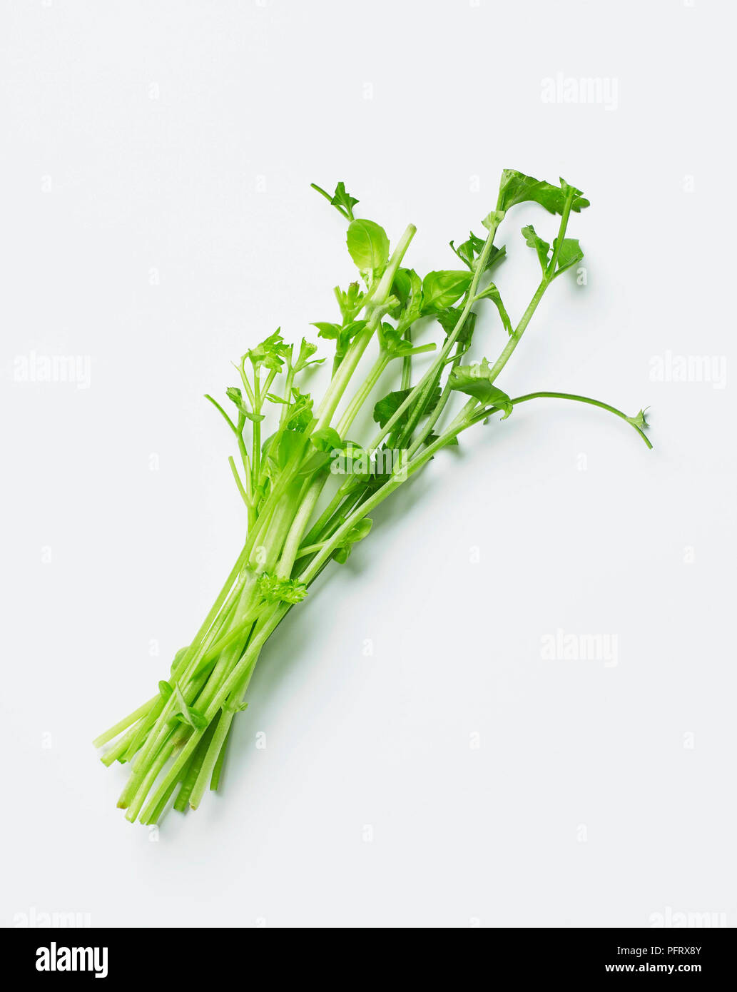 Bunch of basil stems without leaves on a white background Stock Photo ...