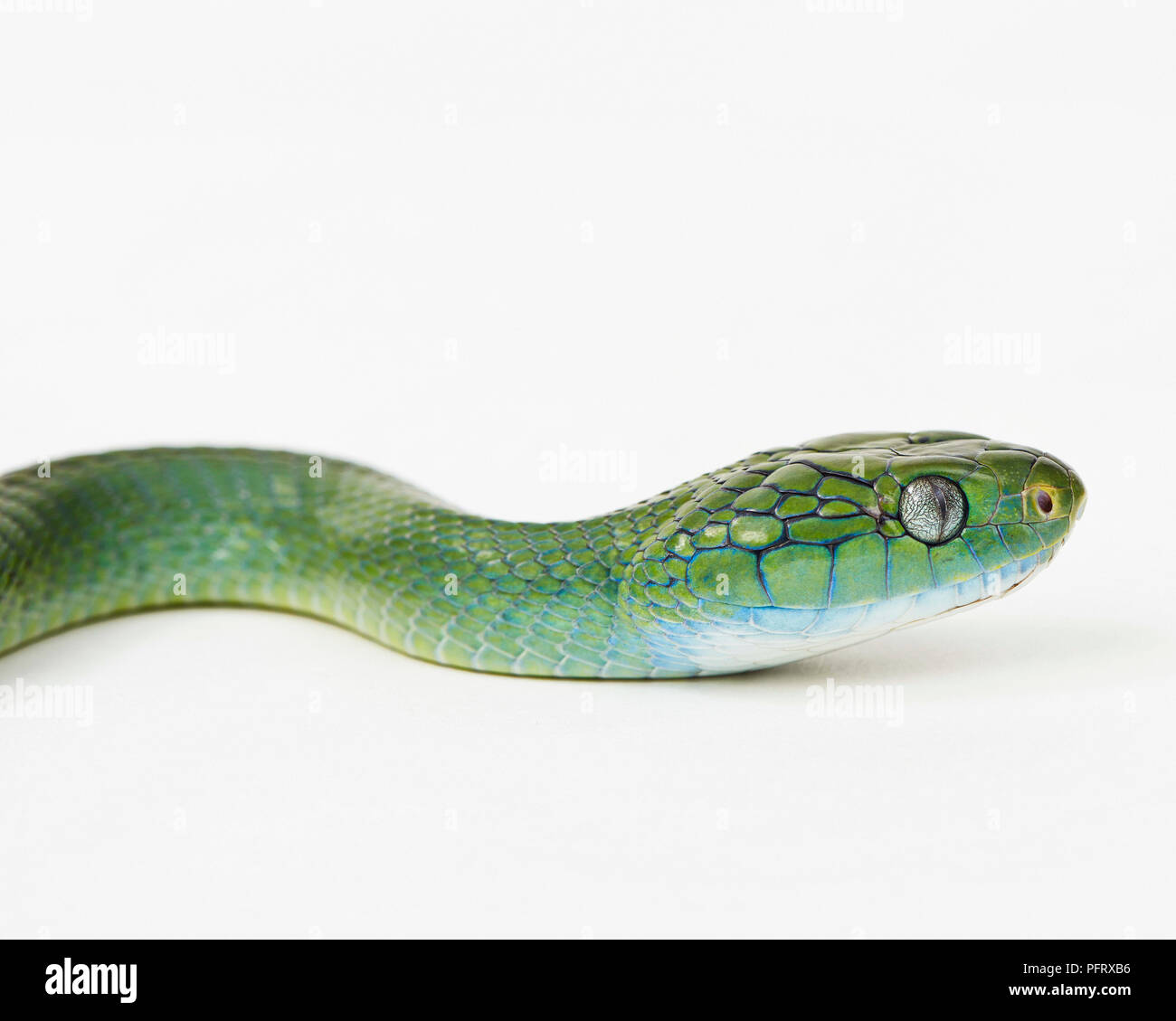 Catsnake hi-res stock photography and images - Alamy